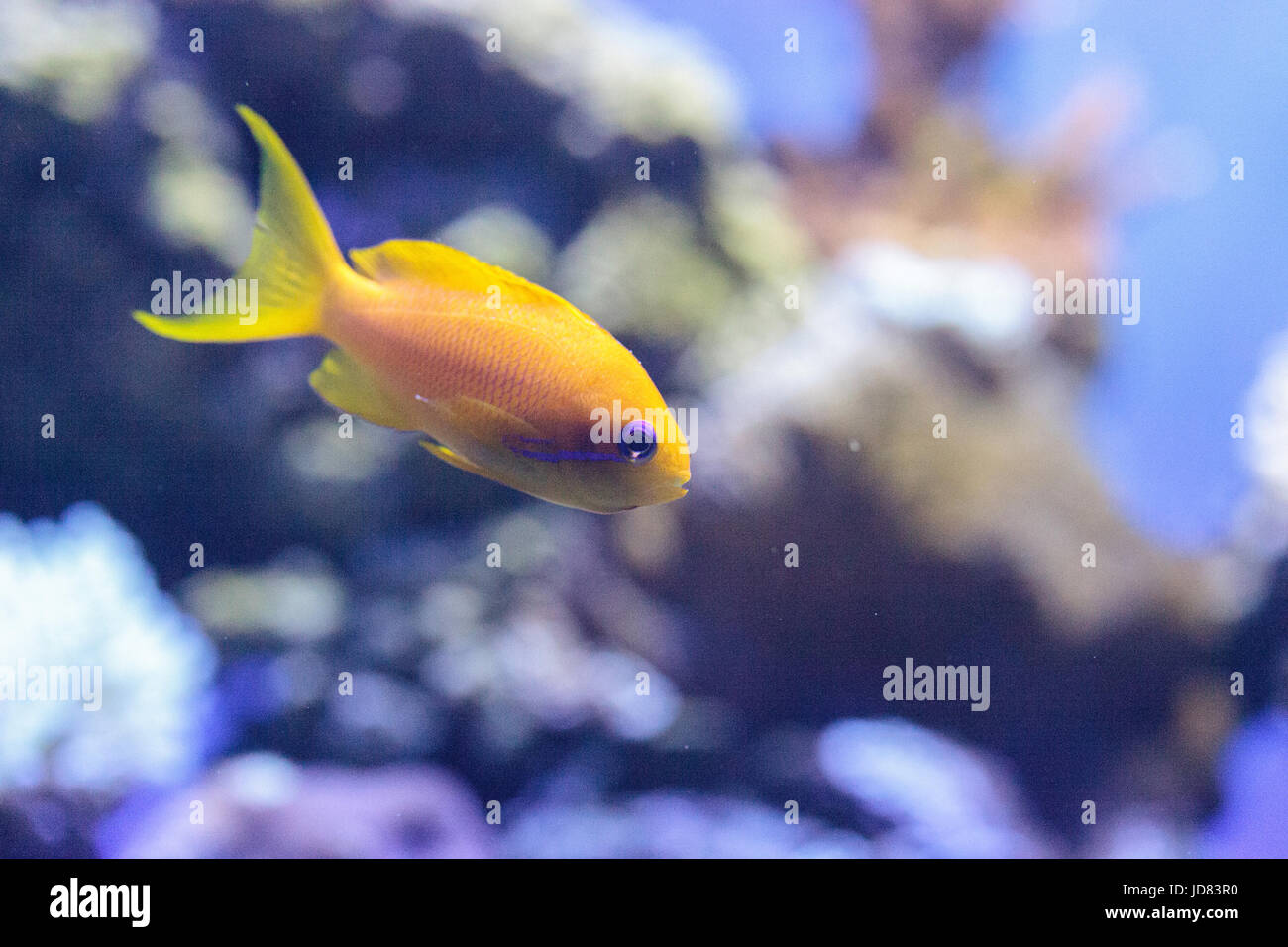 Yellow Lyretail Anthias fish known as Pseudanthias squamipinnis in a ...
