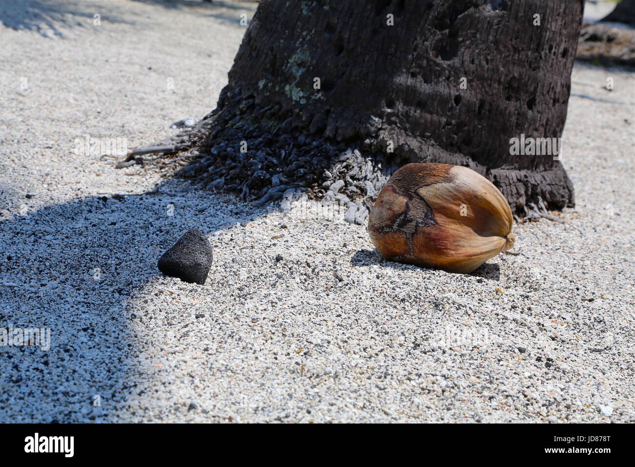Small coconut tree hi-res stock photography and images - Alamy