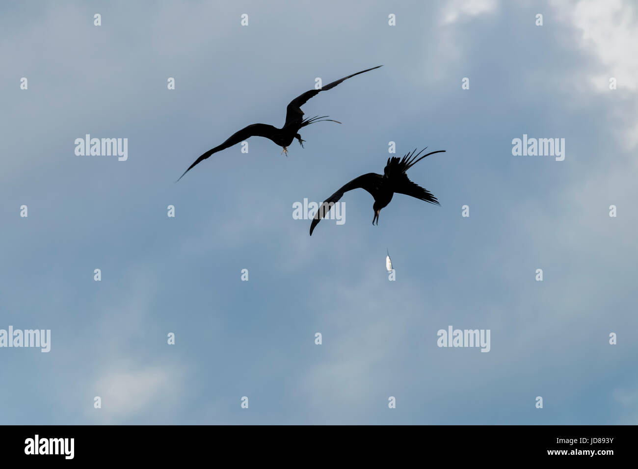 Adult Frigate bird fishing in the bay Stock Photo - Alamy