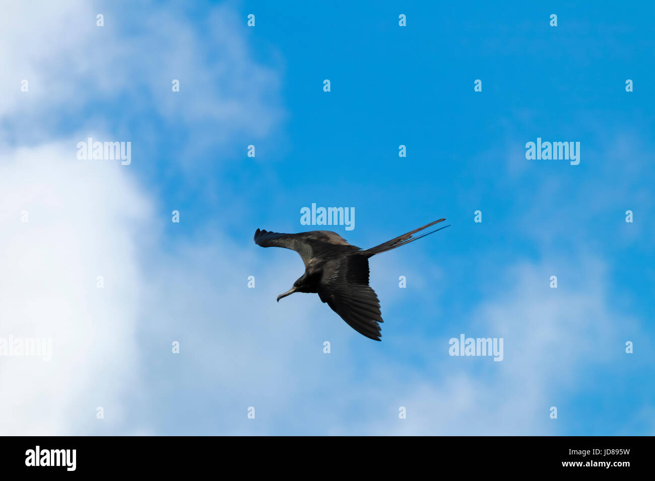 Adult Frigate bird fishing in the bay Stock Photo - Alamy