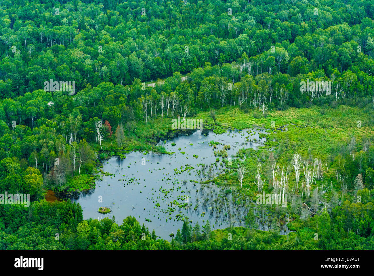 Aerial view of swamp surrounded by trees hi-res stock photography and ...