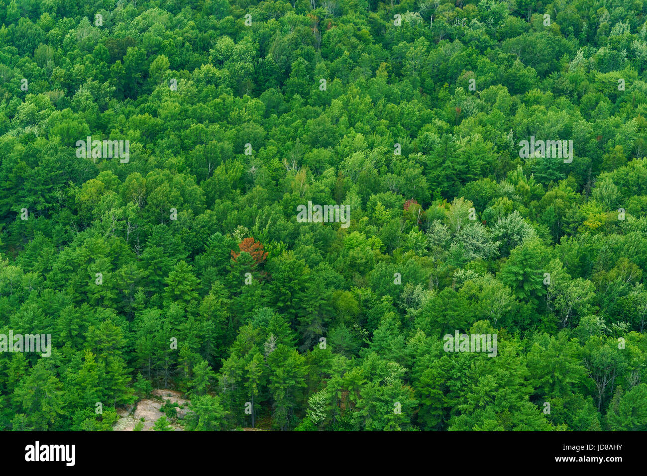 Overhead and elevated view of forest at day, Toronto, Ontario, Canada ...