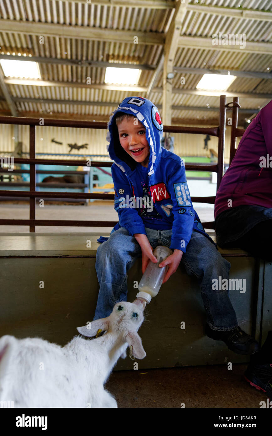 A laughing young boy (5 yr old) bottle feeding a goat at Putlake ...