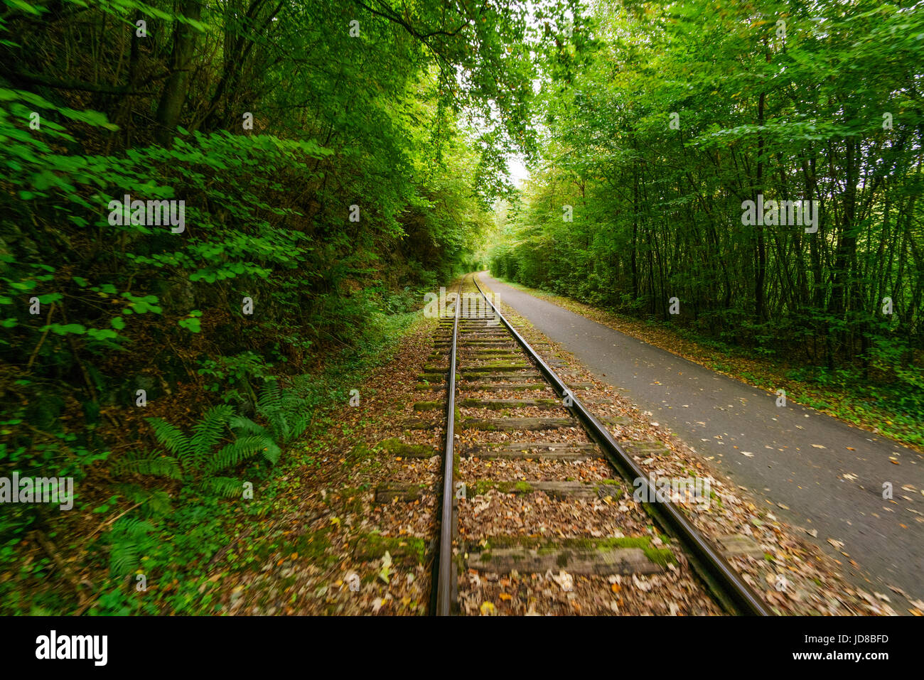Lush green forest hi-res stock photography and images - Alamy