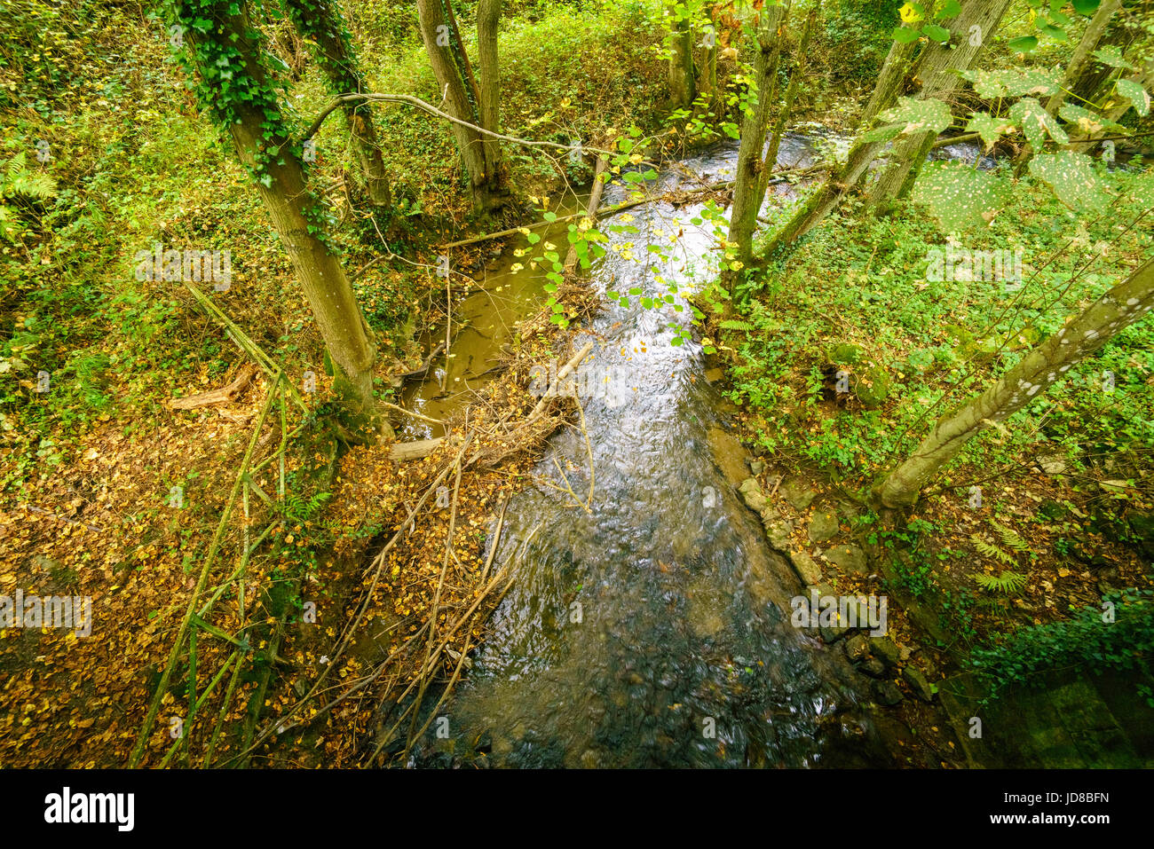 Small natural stream flowing through lush forest, high angle, Belgium ...