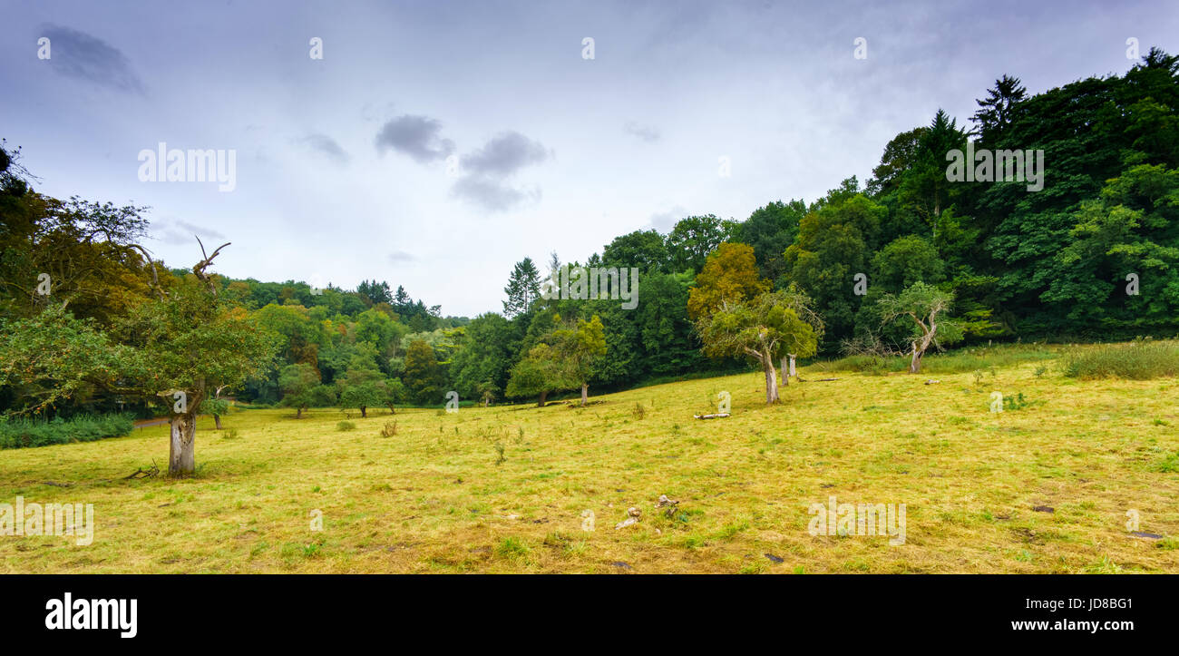 Green field in countryside with trees and woods in distance, Belgium ...