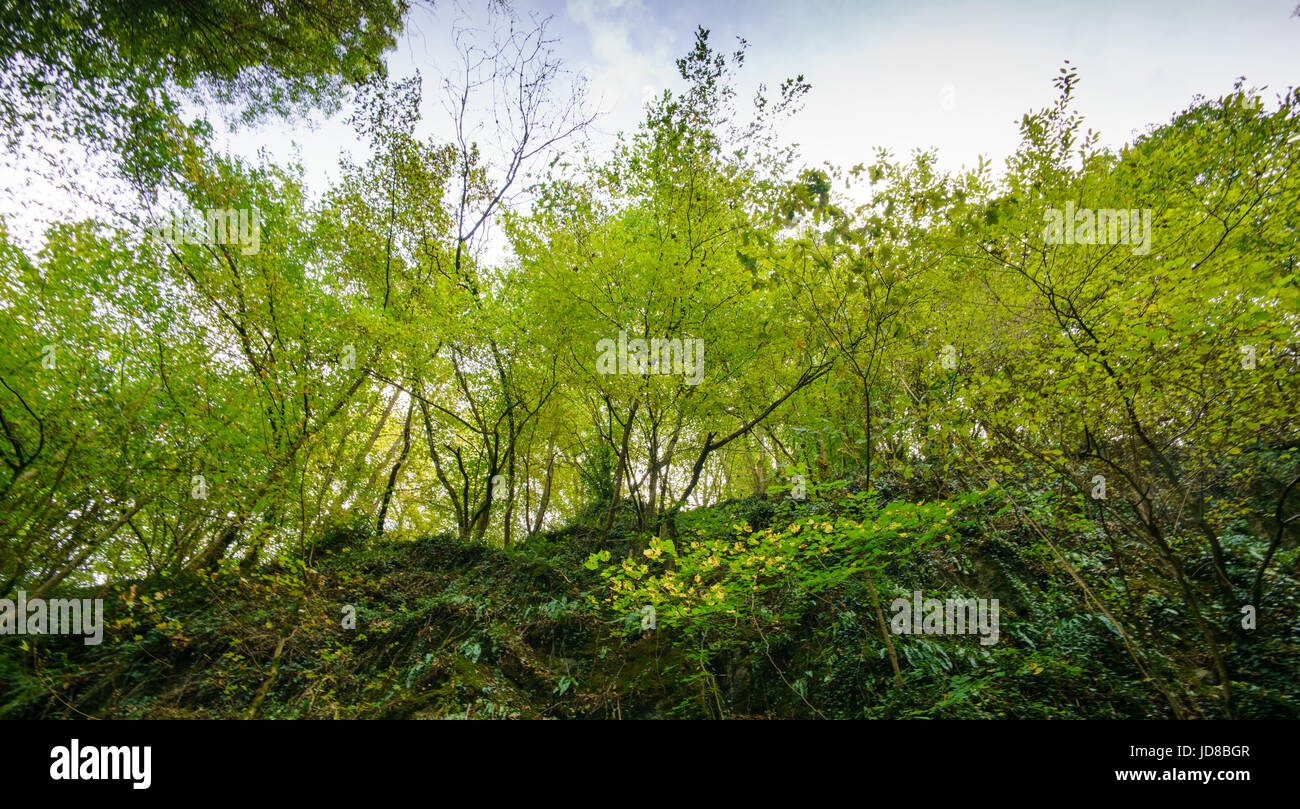 Green natural plants hi-res stock photography and images - Alamy