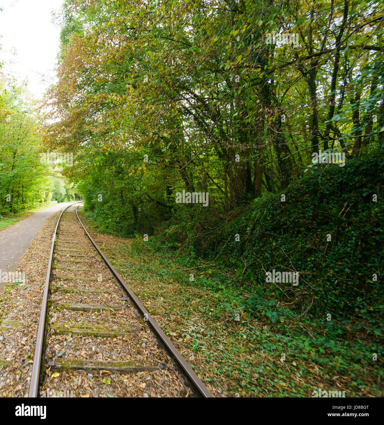 Diminishing Perspective Of Train Tracks And Trees Leading Into Distance diminishing-perspective-of-train-tracks-and-trees-leading-into-distance