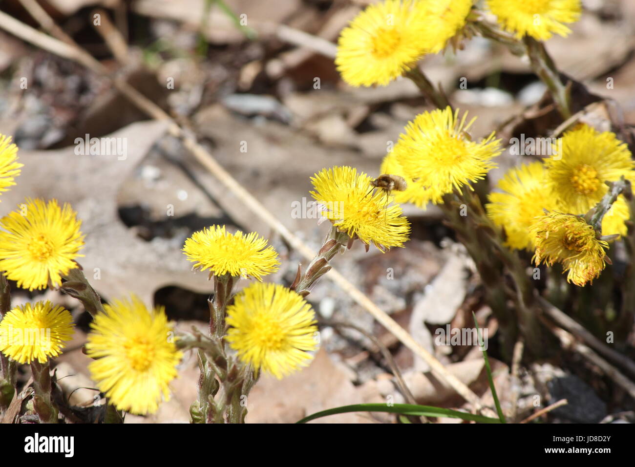 Coltsfoot (Tussilago farfara) wild flowers growing in the gravel beside ...