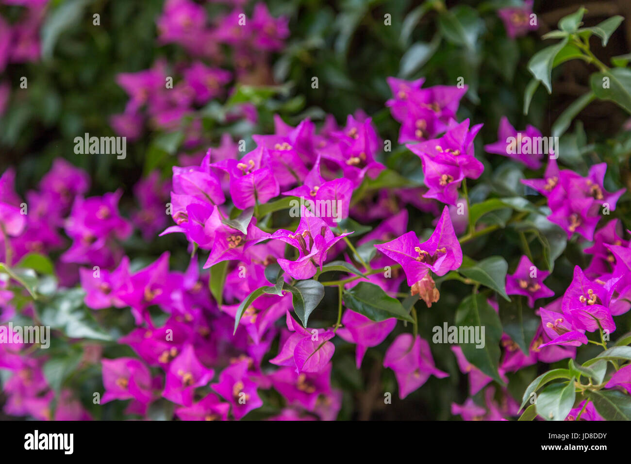 bush with blossom red flowers in sunny day Stock Photo - Alamy