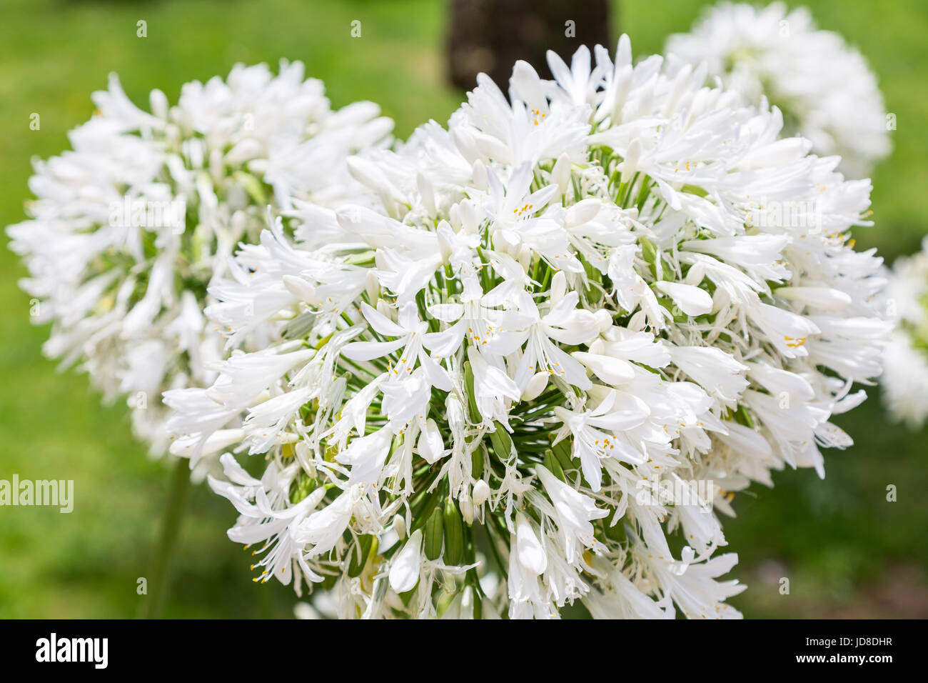 Big white flowers hi-res stock photography and images - Alamy