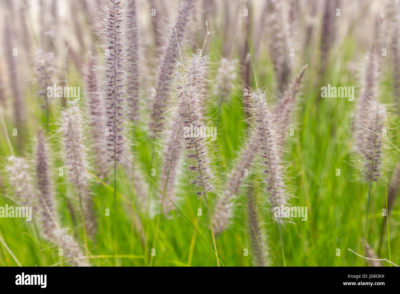 field of a wild plants with fluffy spike Stock Photo - Alamy