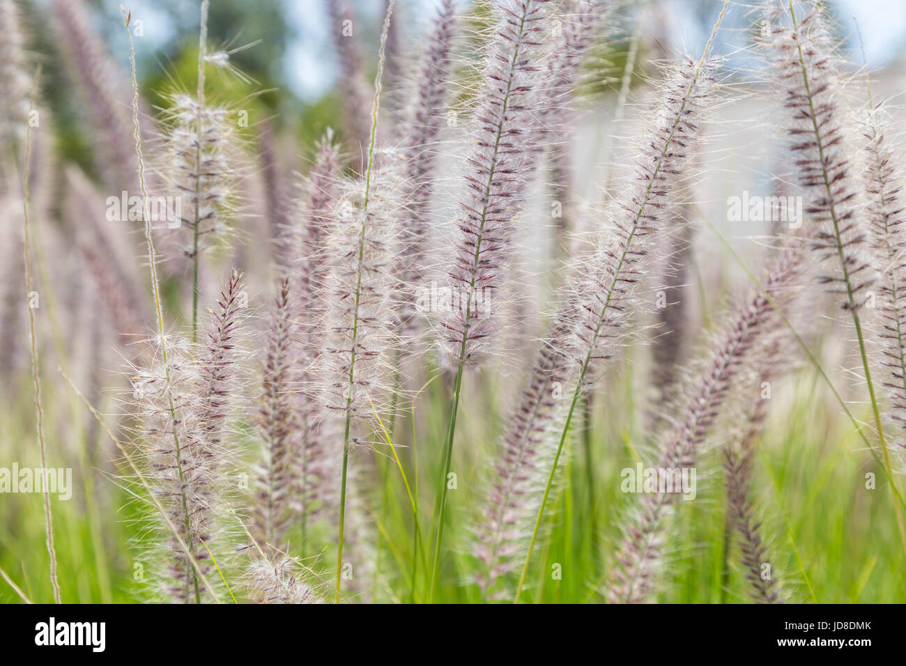field of a wild plants with fluffy spike Stock Photo - Alamy