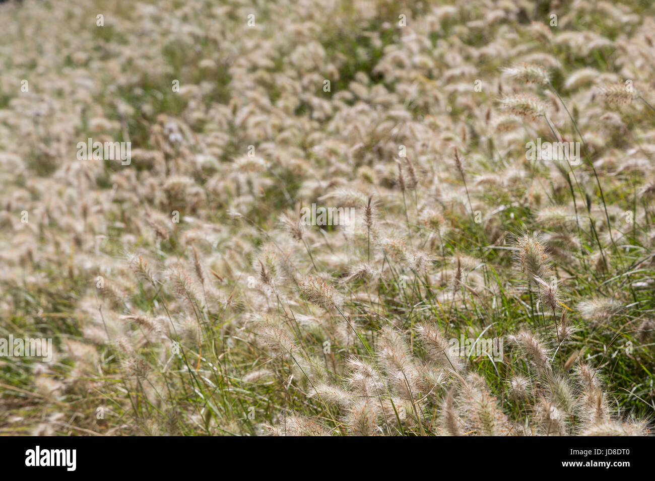 field of a wild plants with fluffy spike Stock Photo - Alamy