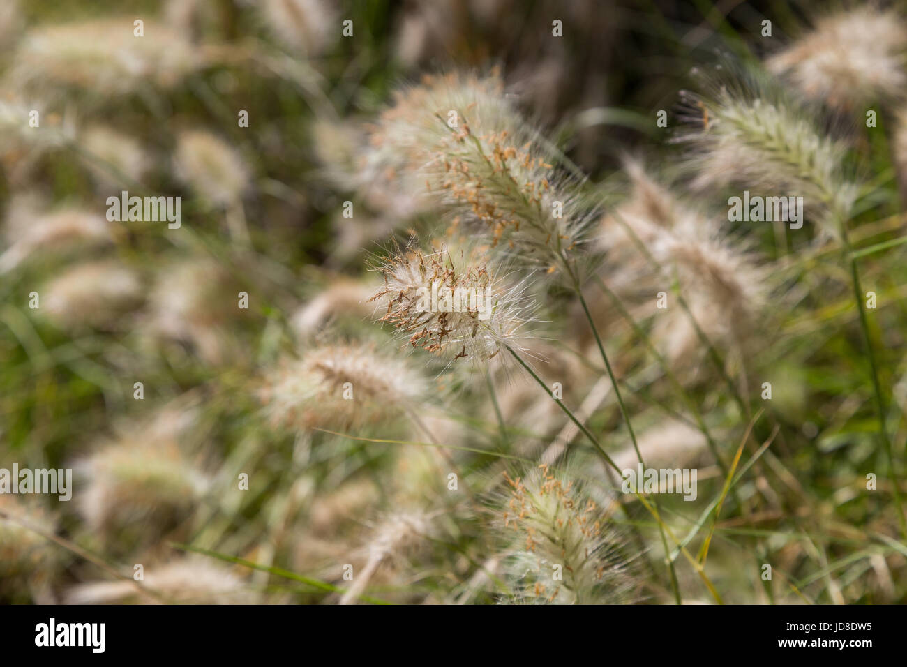field of a wild plants with fluffy spike Stock Photo - Alamy
