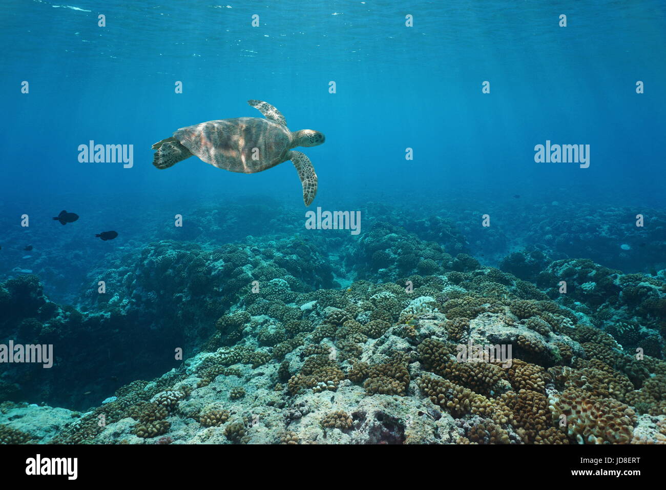 A green sea turtle underwater swims over a coral reef, Pacific ocean ...