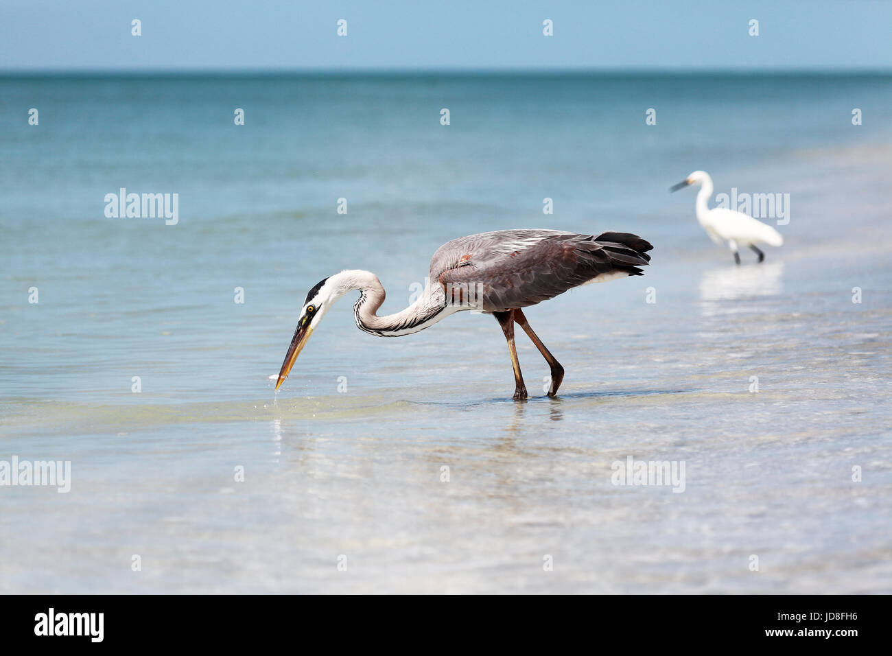 Great blue heron, Ardea herodias, catching a fish, Sanibel Island ...