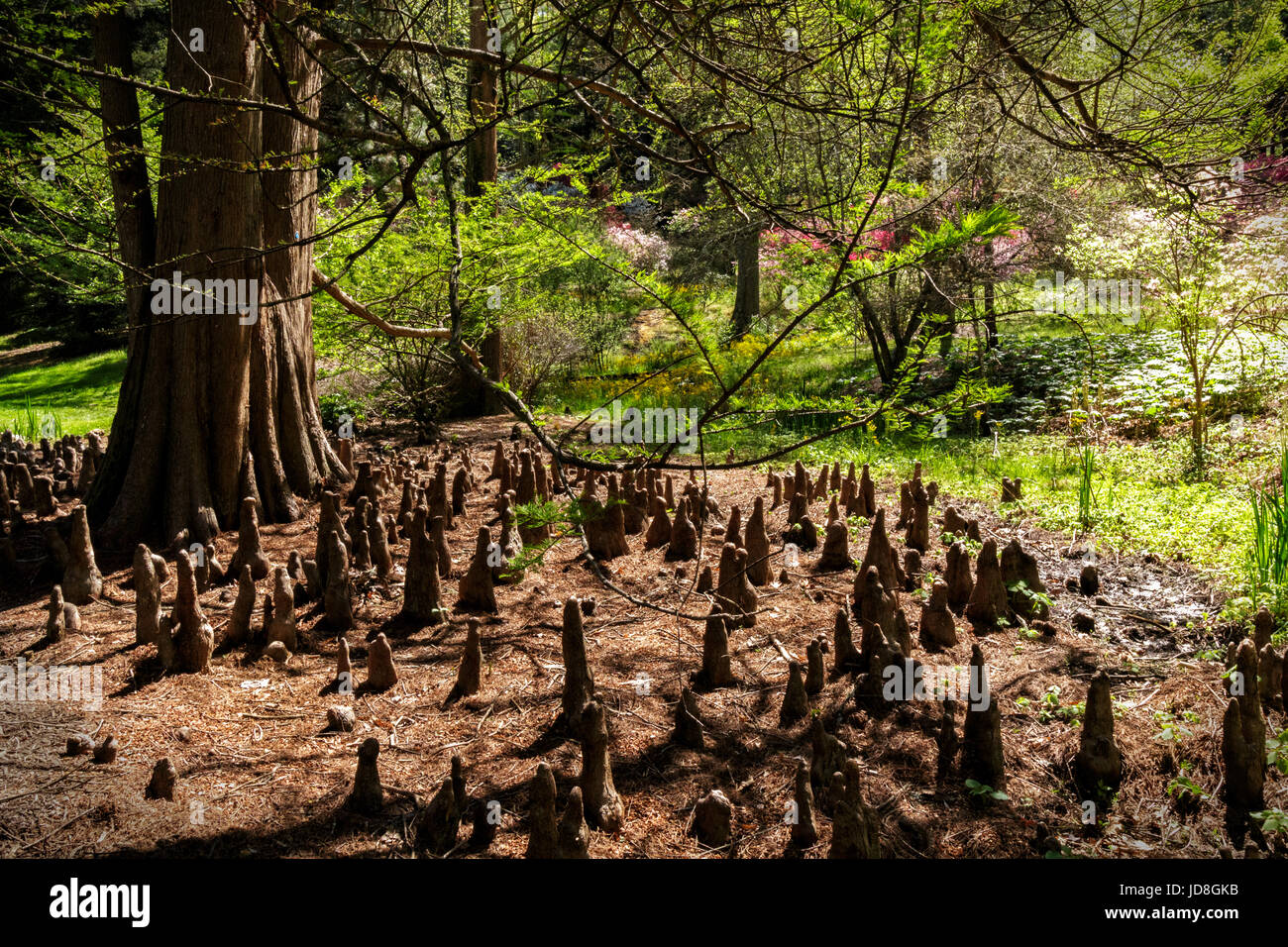 roots of a bald cypress (Taxodium distichum) on the Biltmore Estate in ...