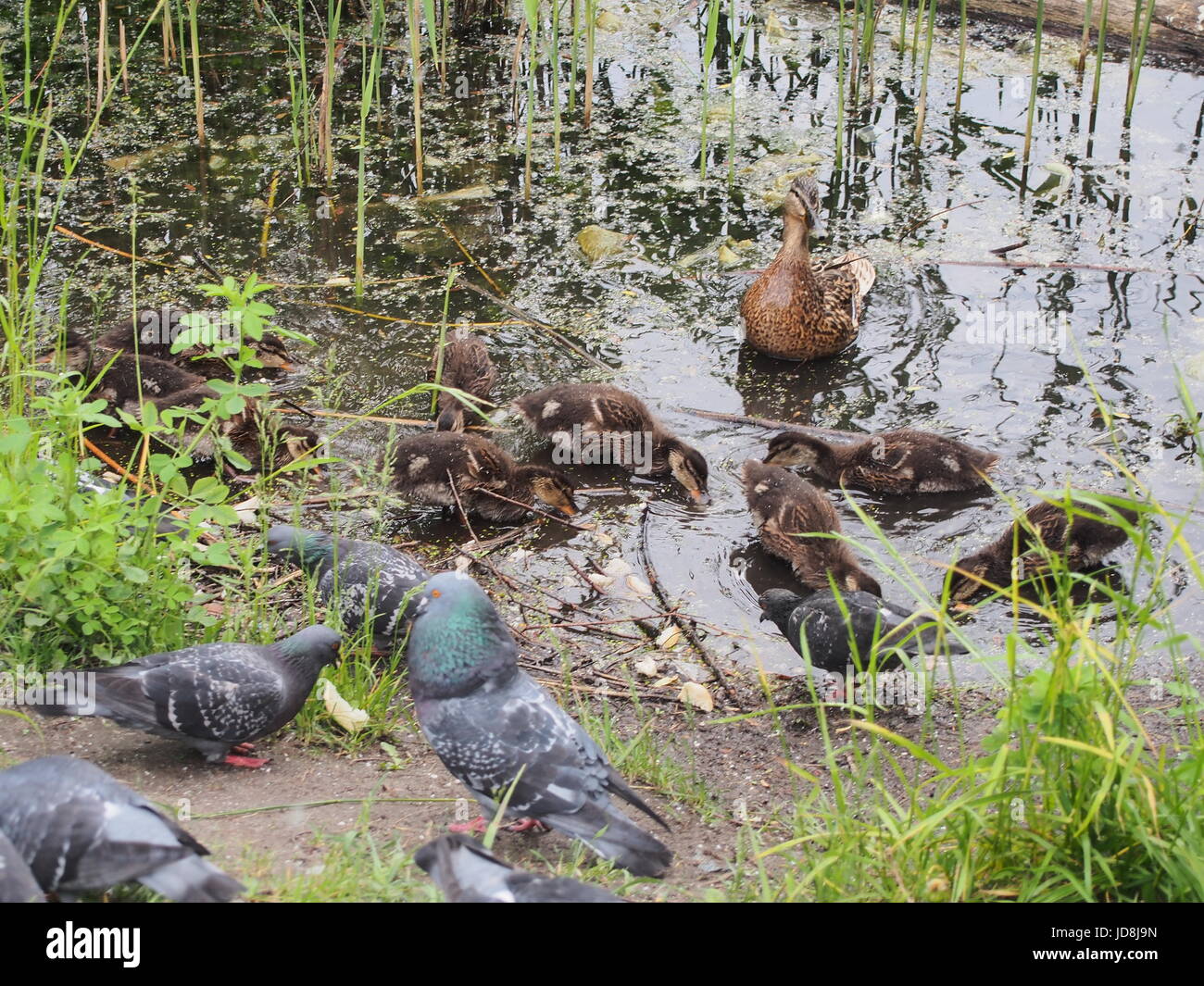 Pigeons and a brood of wild ducks peck the bread. Duck watching ducks ...