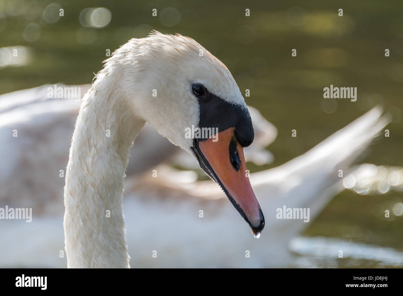 Swan at Epping forest Stock Photo - Alamy
