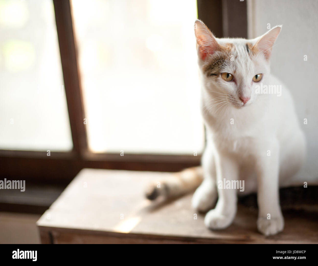 relaxing sitting cat white, cute funny Stock Photo - Alamy
