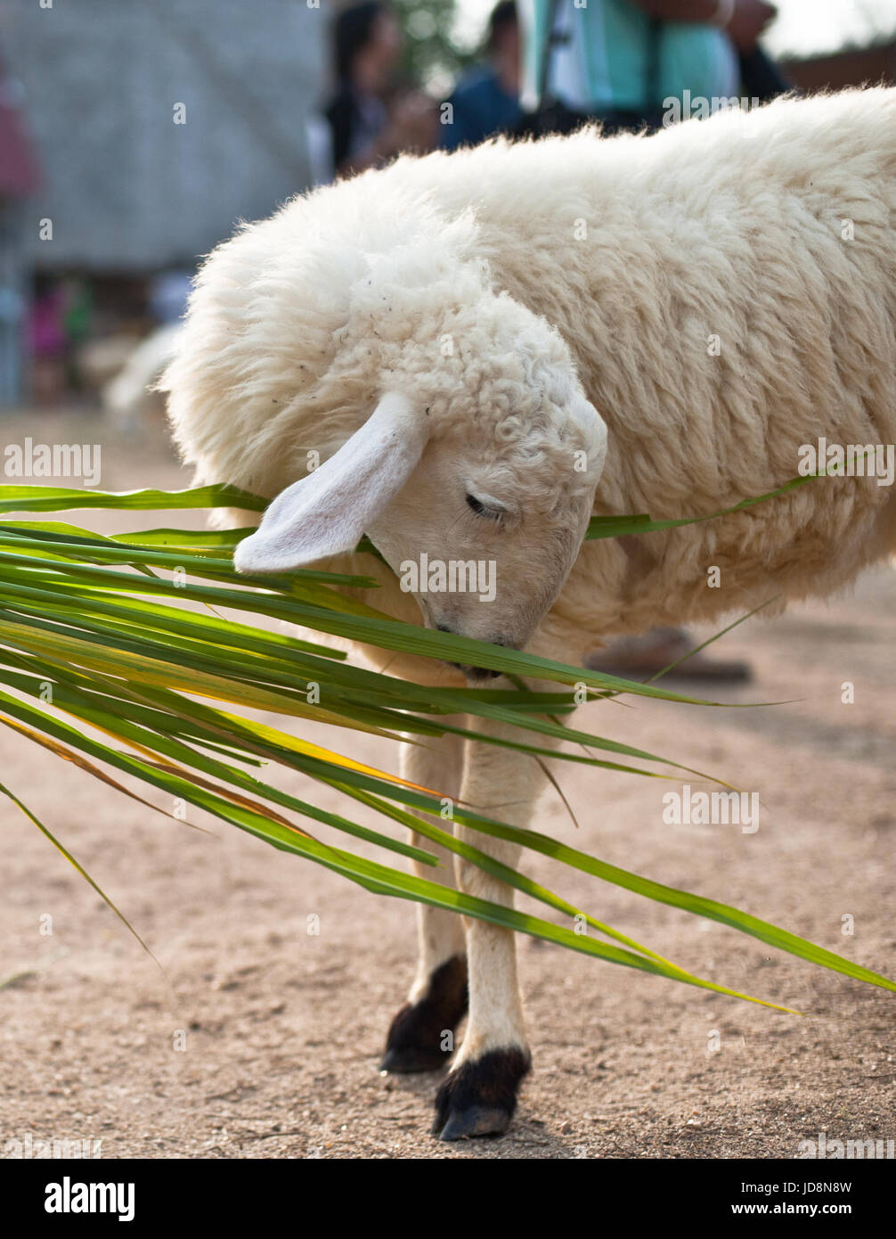 Sheep eating grass in the farm Stock Photo - Alamy