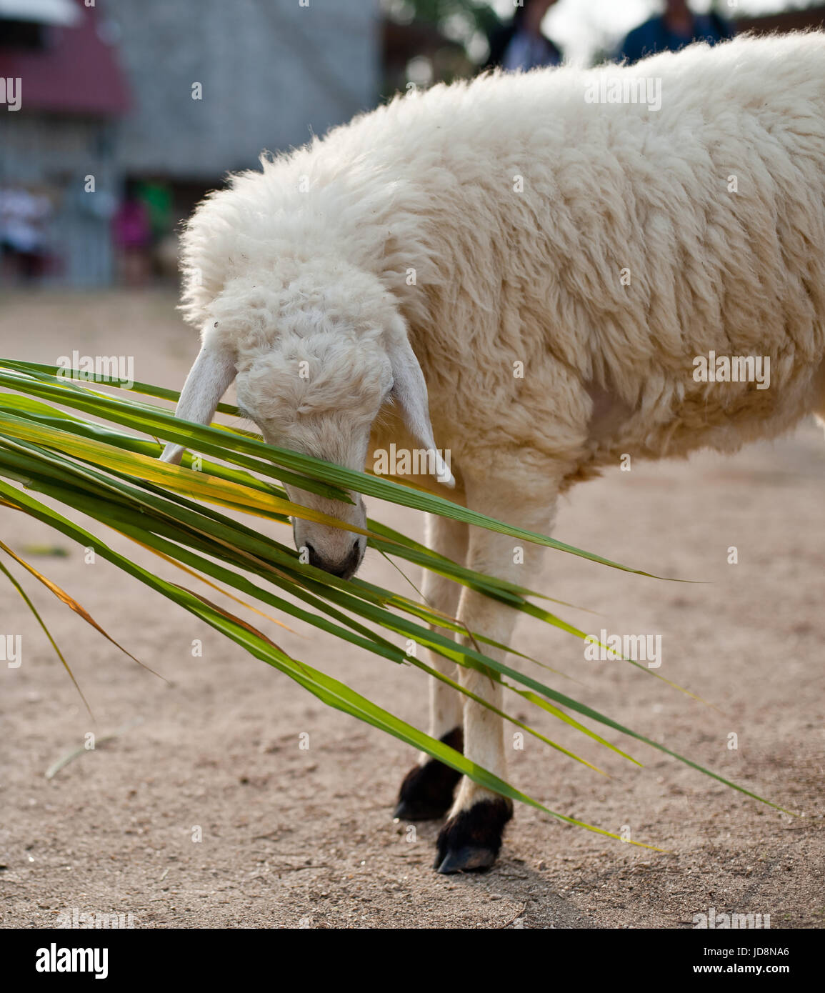 Eating lamb hi-res stock photography and images - Alamy