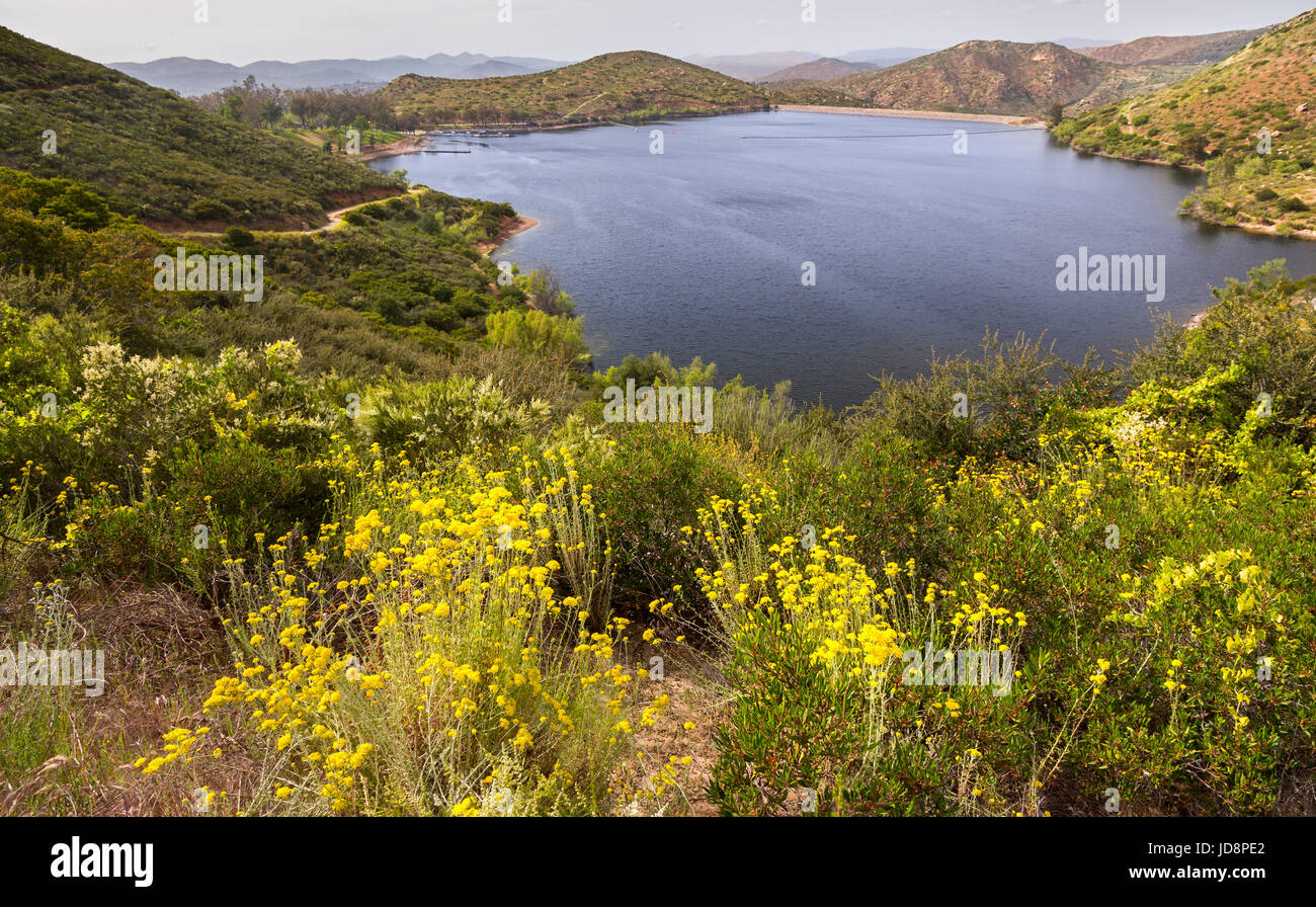 Yellow Wildflowers Bloom Scenic Blue Lake Poway Recreation Area ...