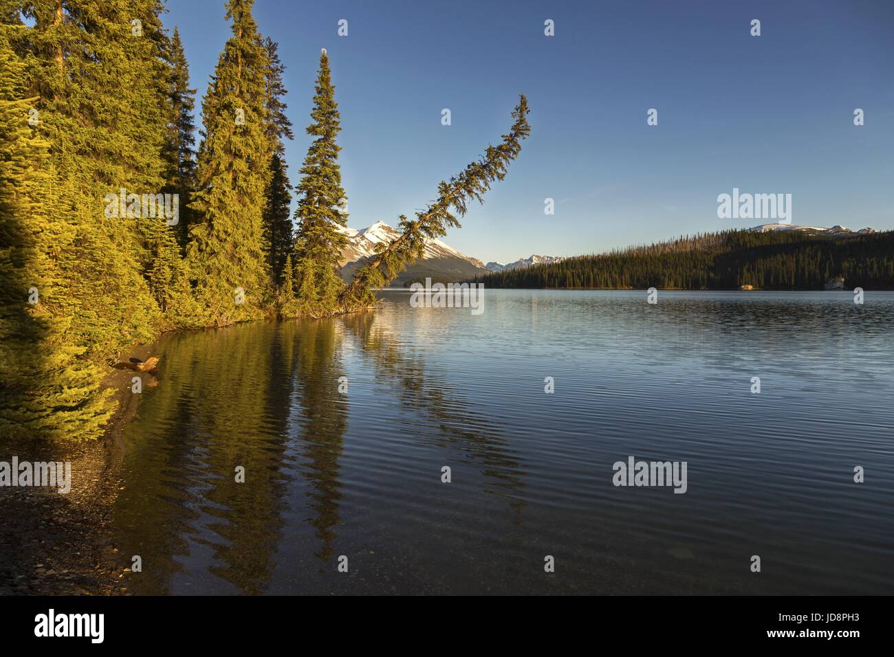 Bent Pine Tree Water Reflection, Treelined Maligne Lake Shore Landscape ...