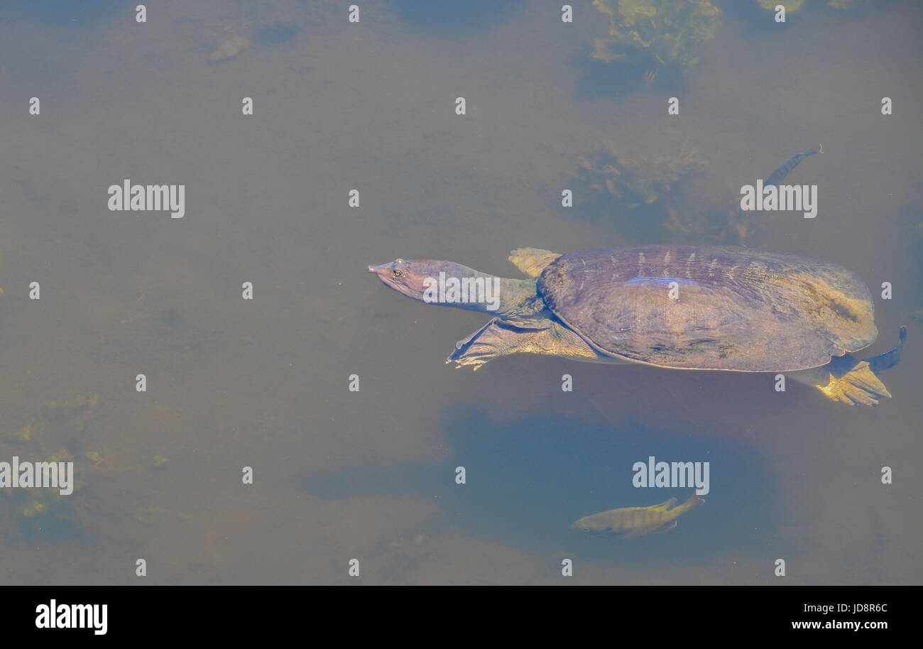 A florida softshell turtle (apalone ferox) swimming in Largo, Florida ...