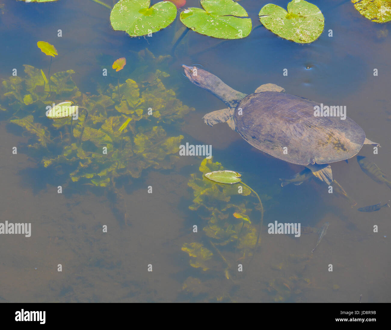 A florida softshell turtle (apalone ferox) swimming around lily pads in ...