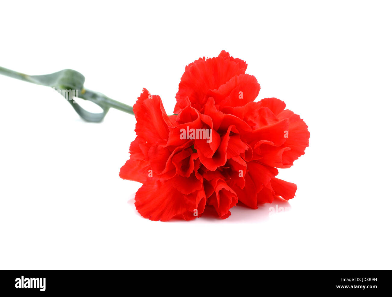 Red carnation branch isolated hi-res stock photography and images - Alamy