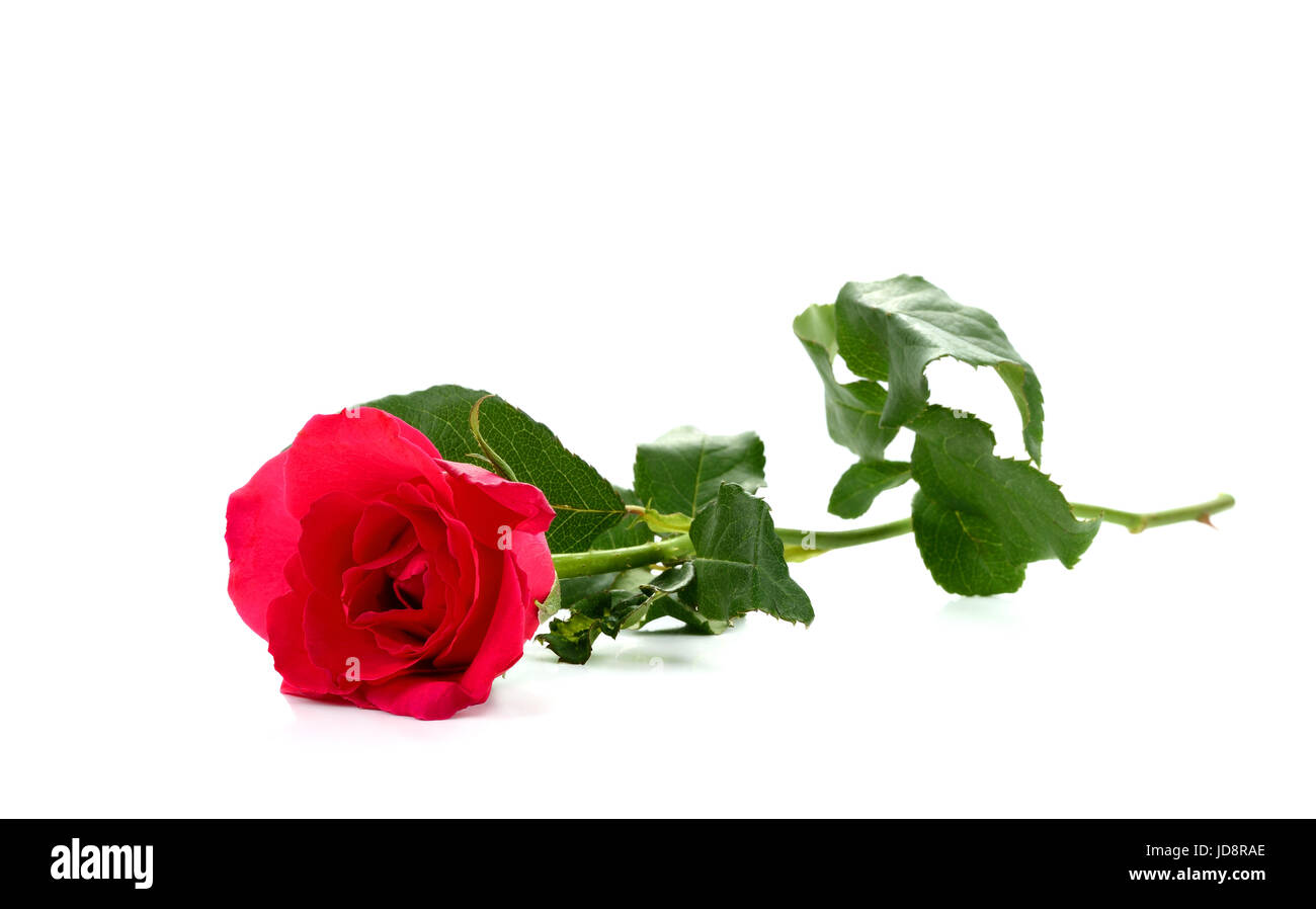 Single red rose flower isolated on white background Stock Photo - Alamy