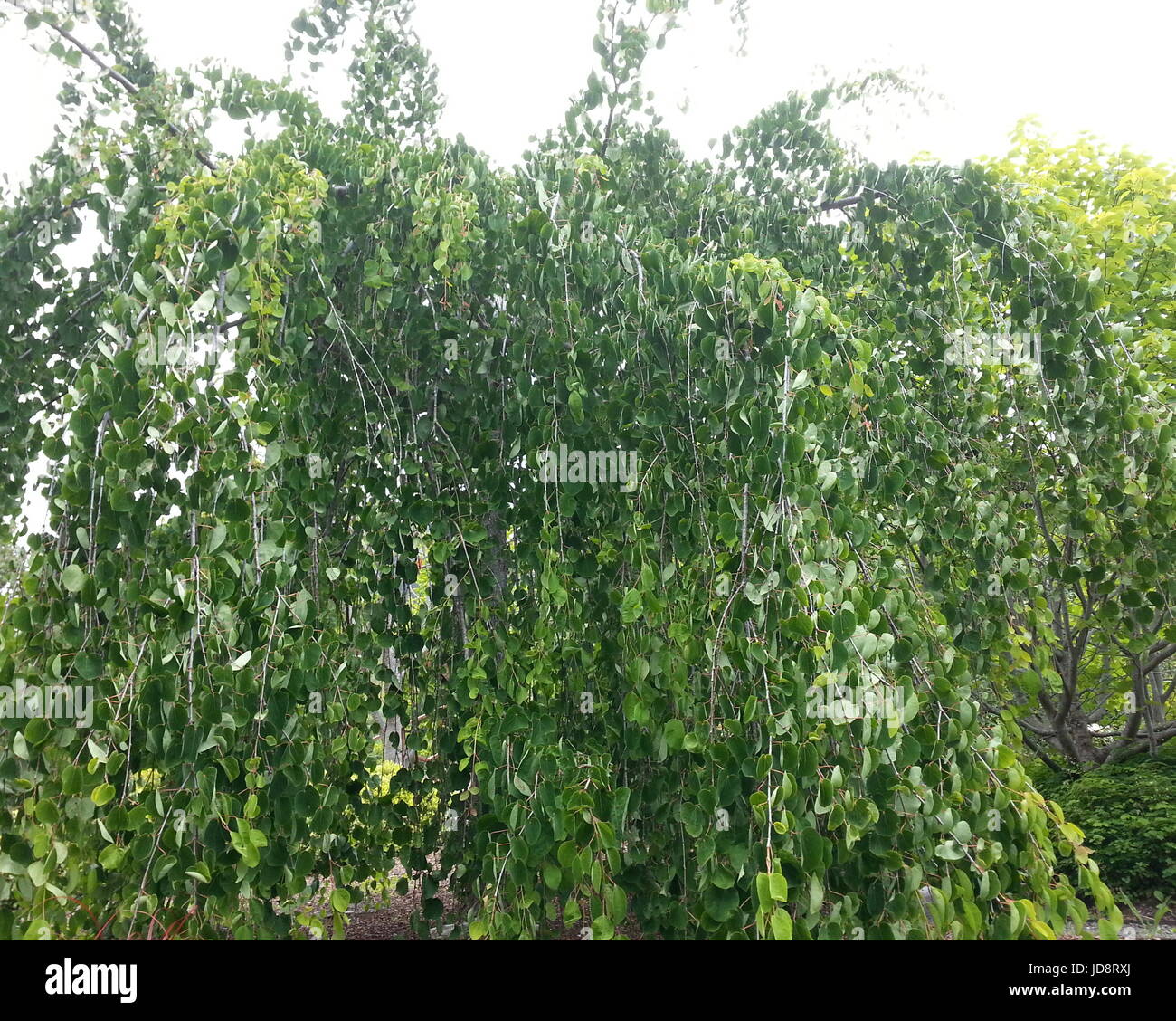 Pacific willow tree hi-res stock photography and images - Alamy