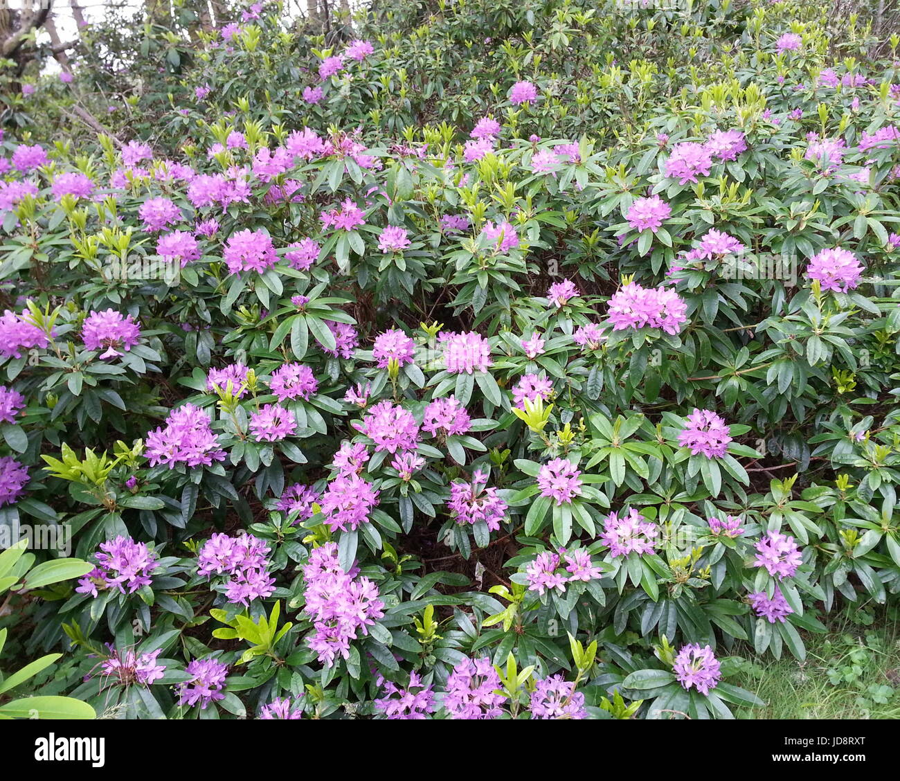 Pacific Rhododendron Rhododendron macrophyllum Stock Photo - Alamy