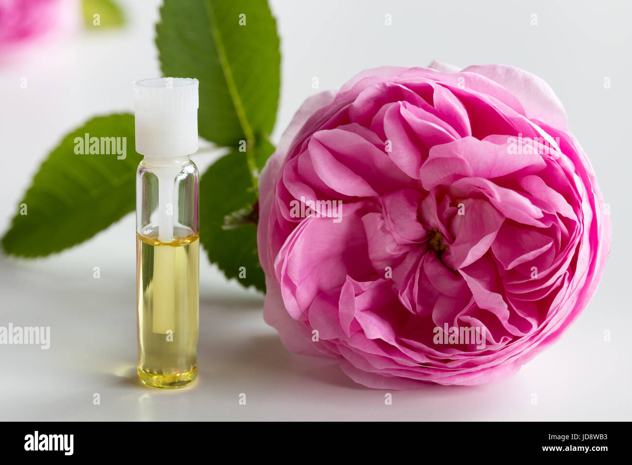 A small bottle of rose essential oil with a rose flower on a white ...