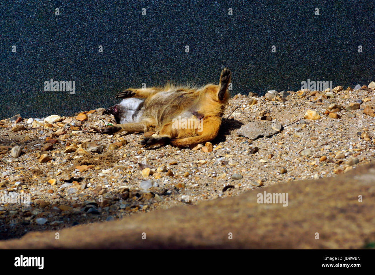 MEERKAT SUN BATHING Stock Photo - Alamy