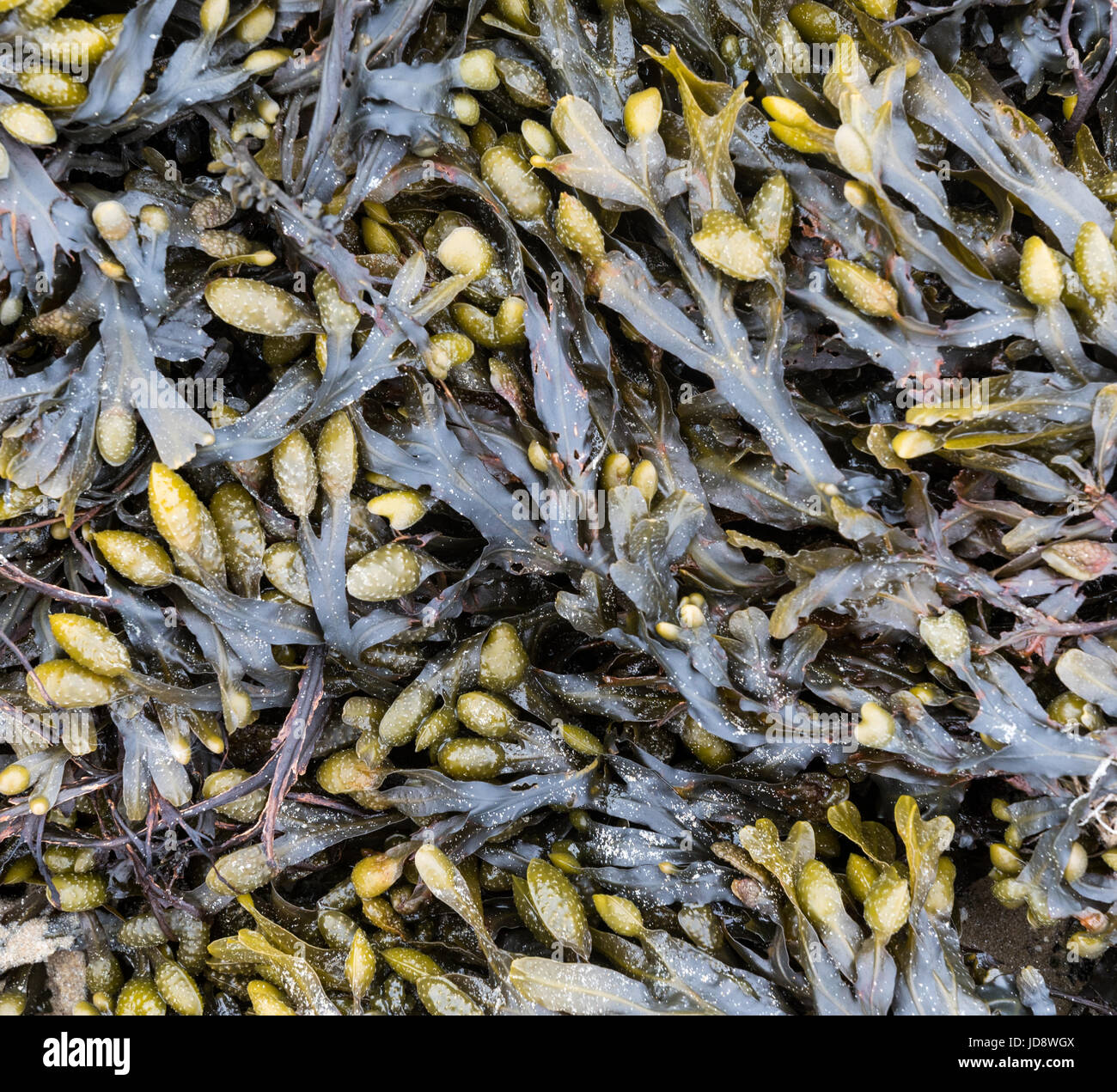 Edible seaweed not nori hi-res stock photography and images - Alamy