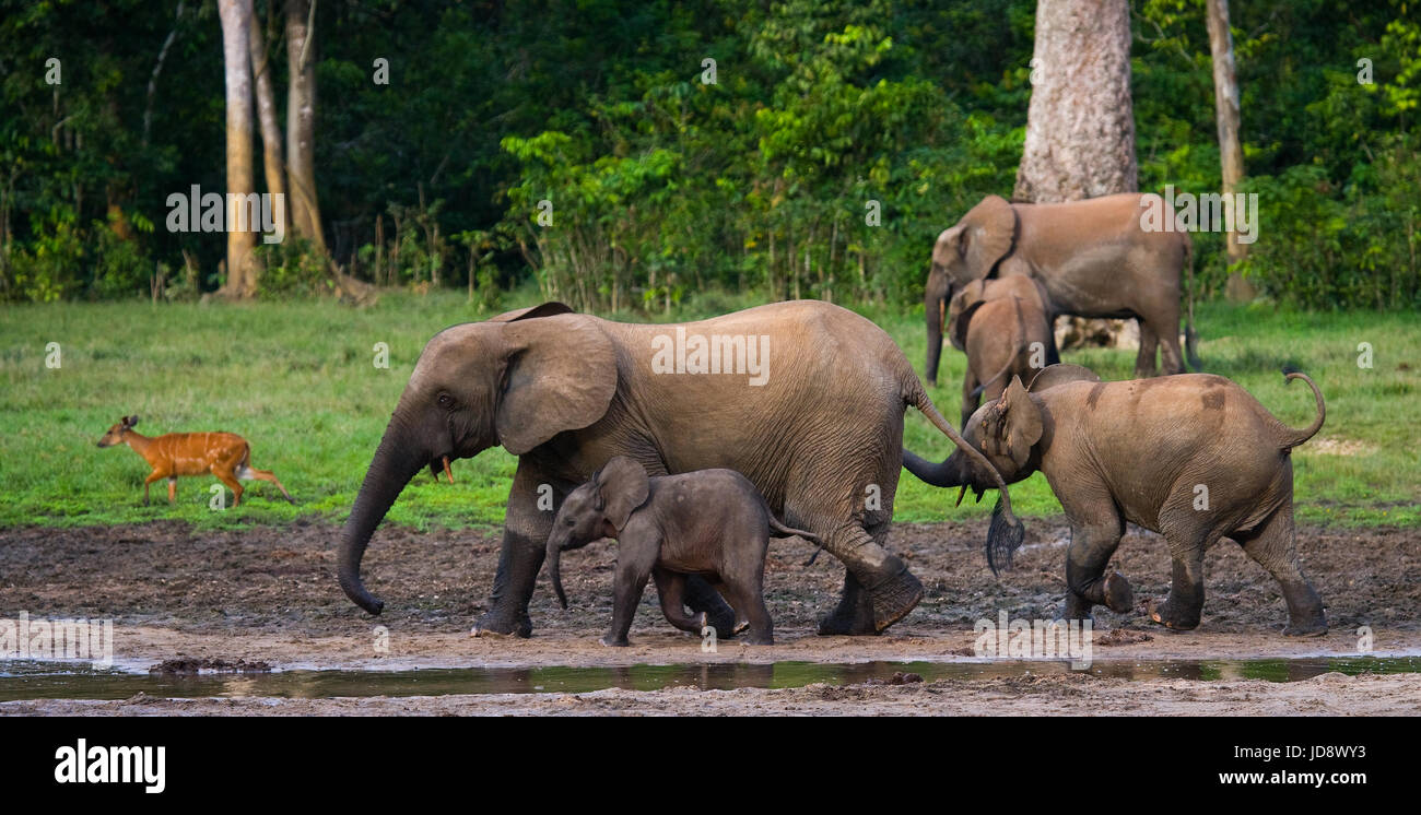 Group of forest elephants in the forest edge. Republic of Congo. Dzanga ...