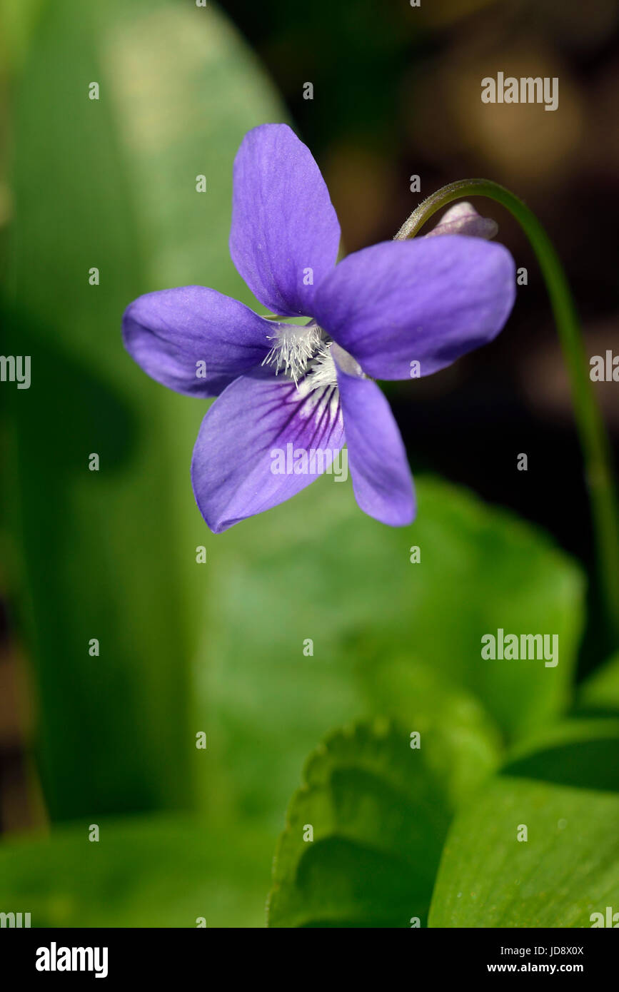 Common Dog-violet - Viola riviniana Woodland Flower Stock Photo - Alamy