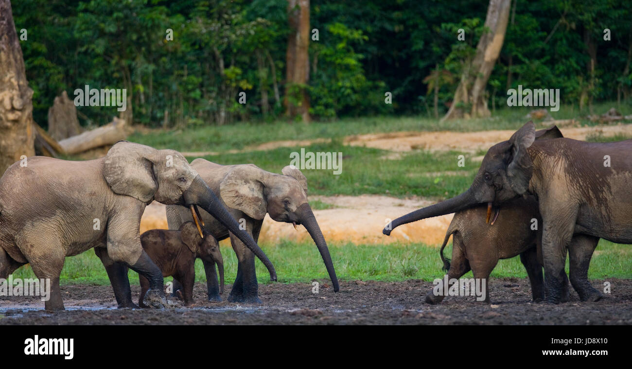 Group of forest elephants in the forest edge. Republic of Congo. Dzanga ...