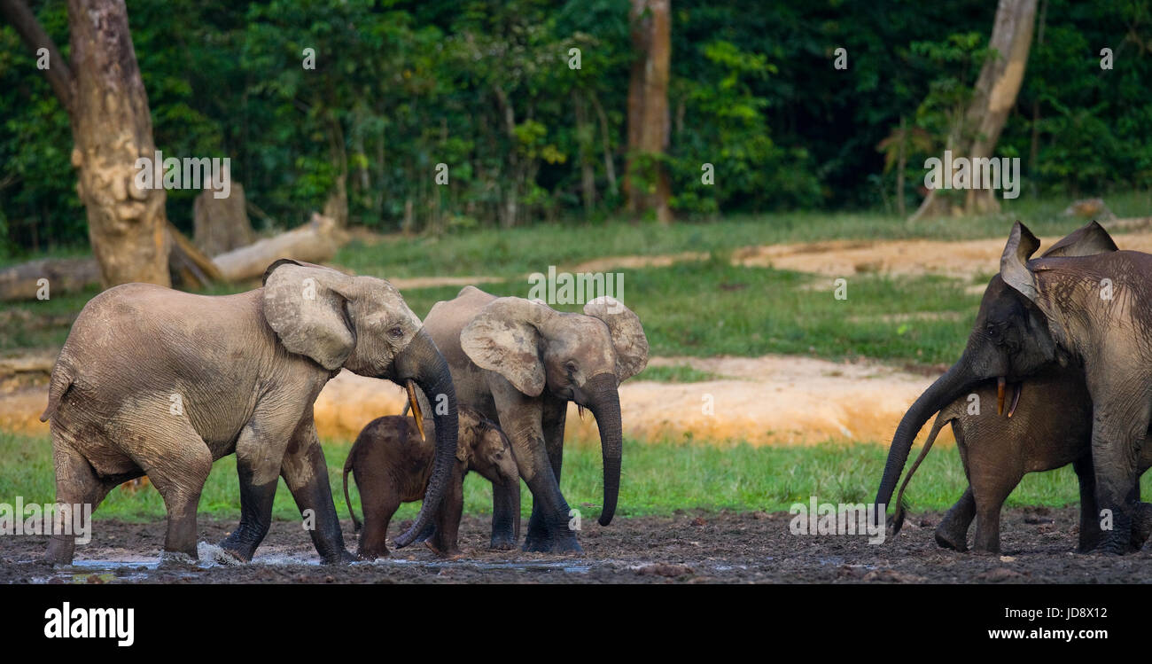 Group of forest elephants in the forest edge. Republic of Congo. Dzanga ...