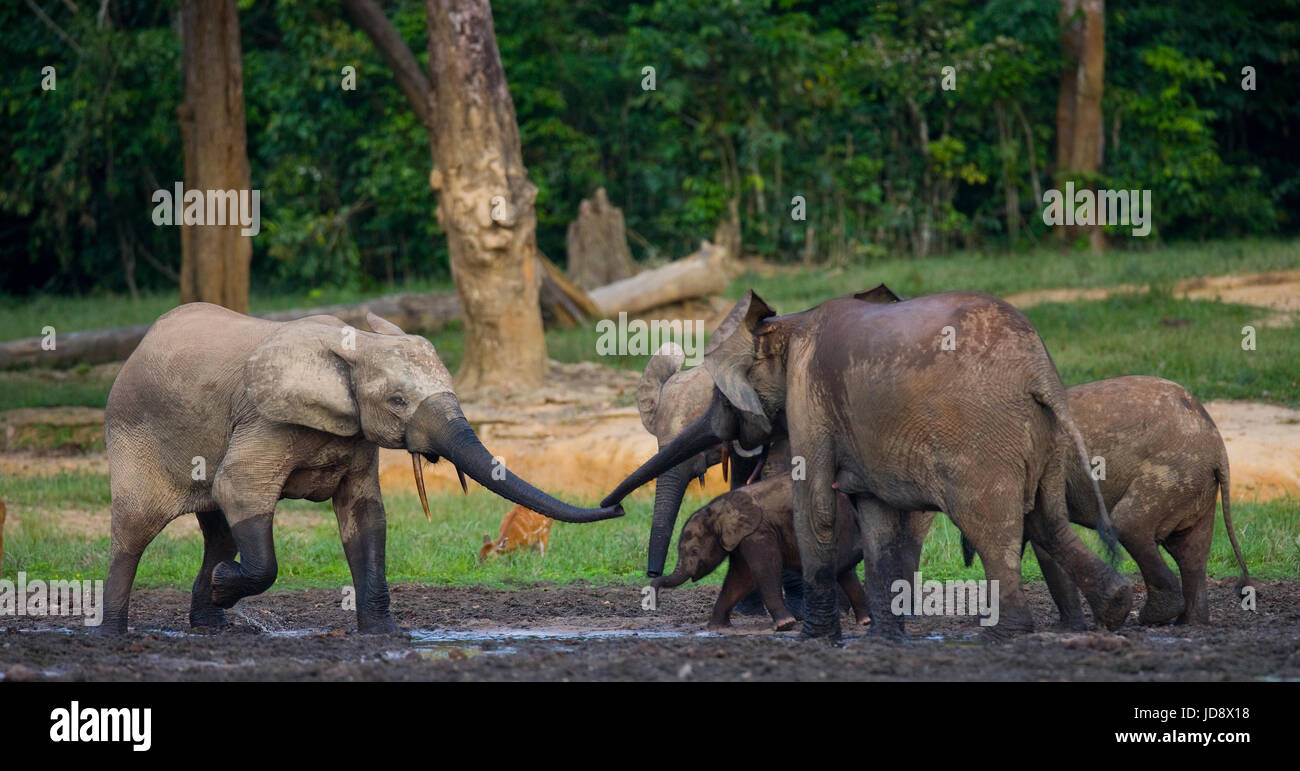 Group of forest elephants in the forest edge. Republic of Congo. Dzanga ...