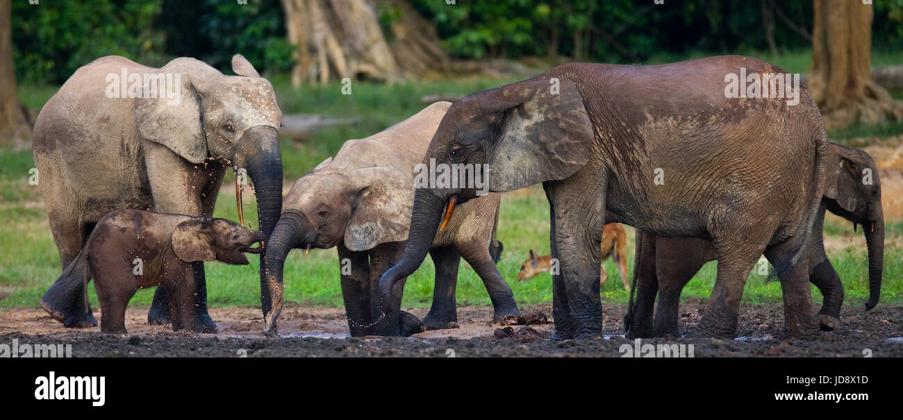 Group of forest elephants in the forest edge. Republic of Congo. Dzanga ...