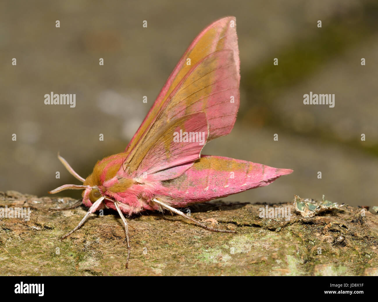 Elephant Hawkmoth - Deilephila elpenor on log, wings open Stock Photo ...