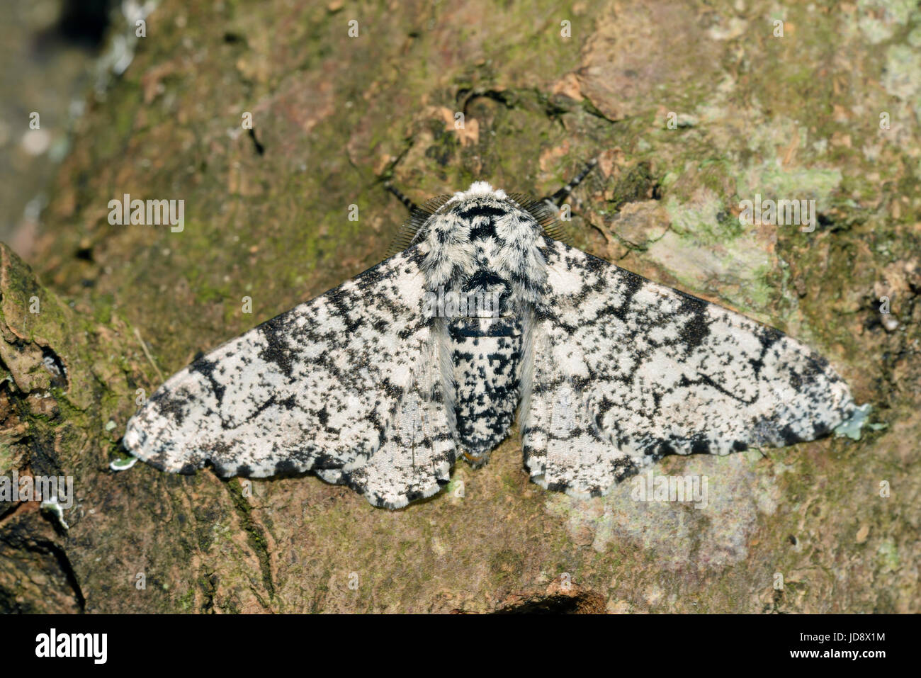 Biston Betularia High Resolution Stock Photography and Images - Alamy