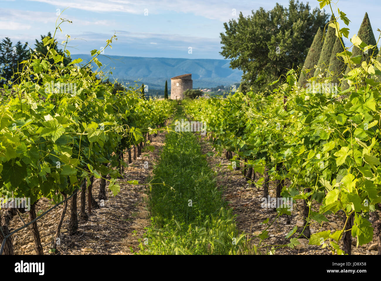 Vineyard in Provence region,France Stock Photo - Alamy