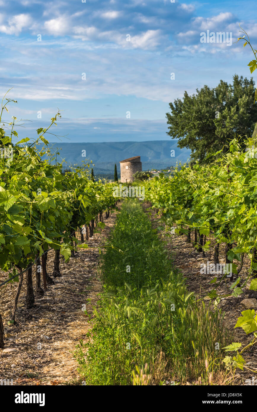 Vineyard in Provence region,France Stock Photo - Alamy