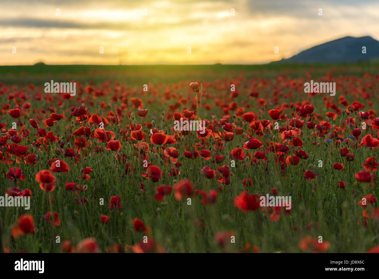 Beautiful poppy field during sunrise hi-res stock photography and ...