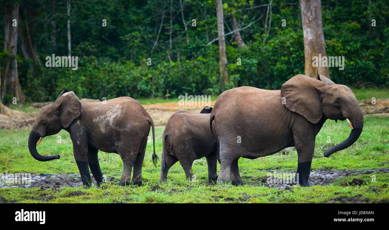 Group of forest elephants in the forest edge. Republic of Congo. Dzanga ...